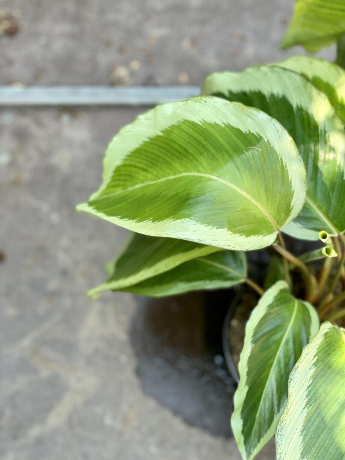 Calathea Bicajoux Gecko (Kalatea) - Jungle Boogie