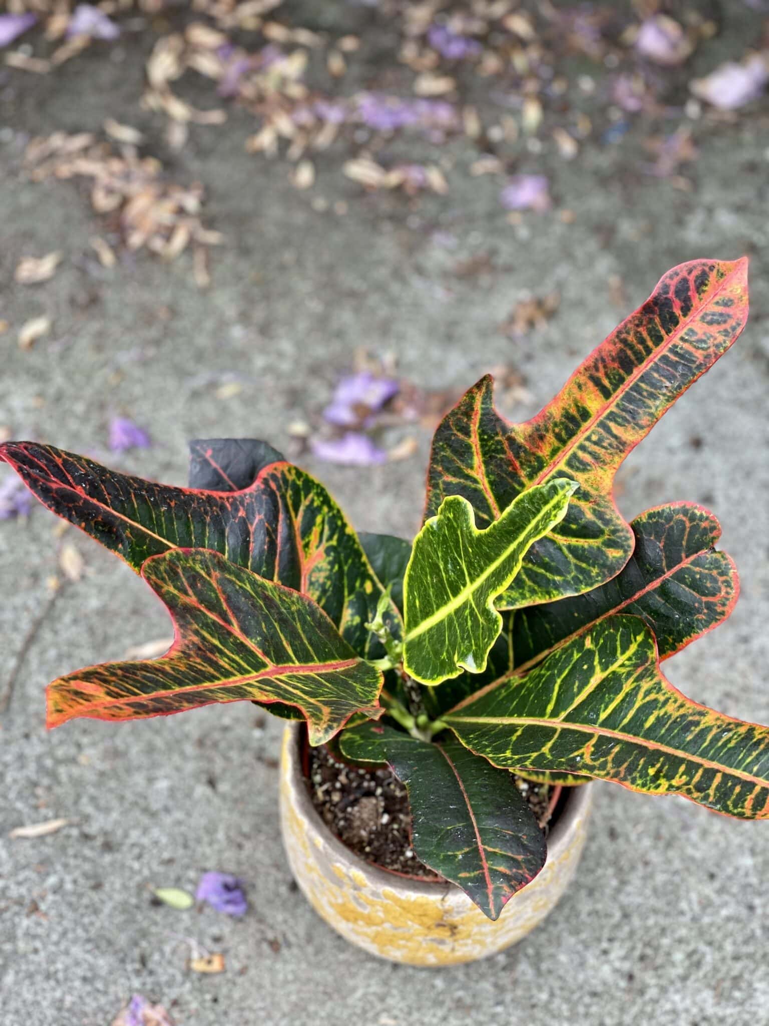 Codiaeum variegatum Excellent (Kroton) - Jungle Boogie