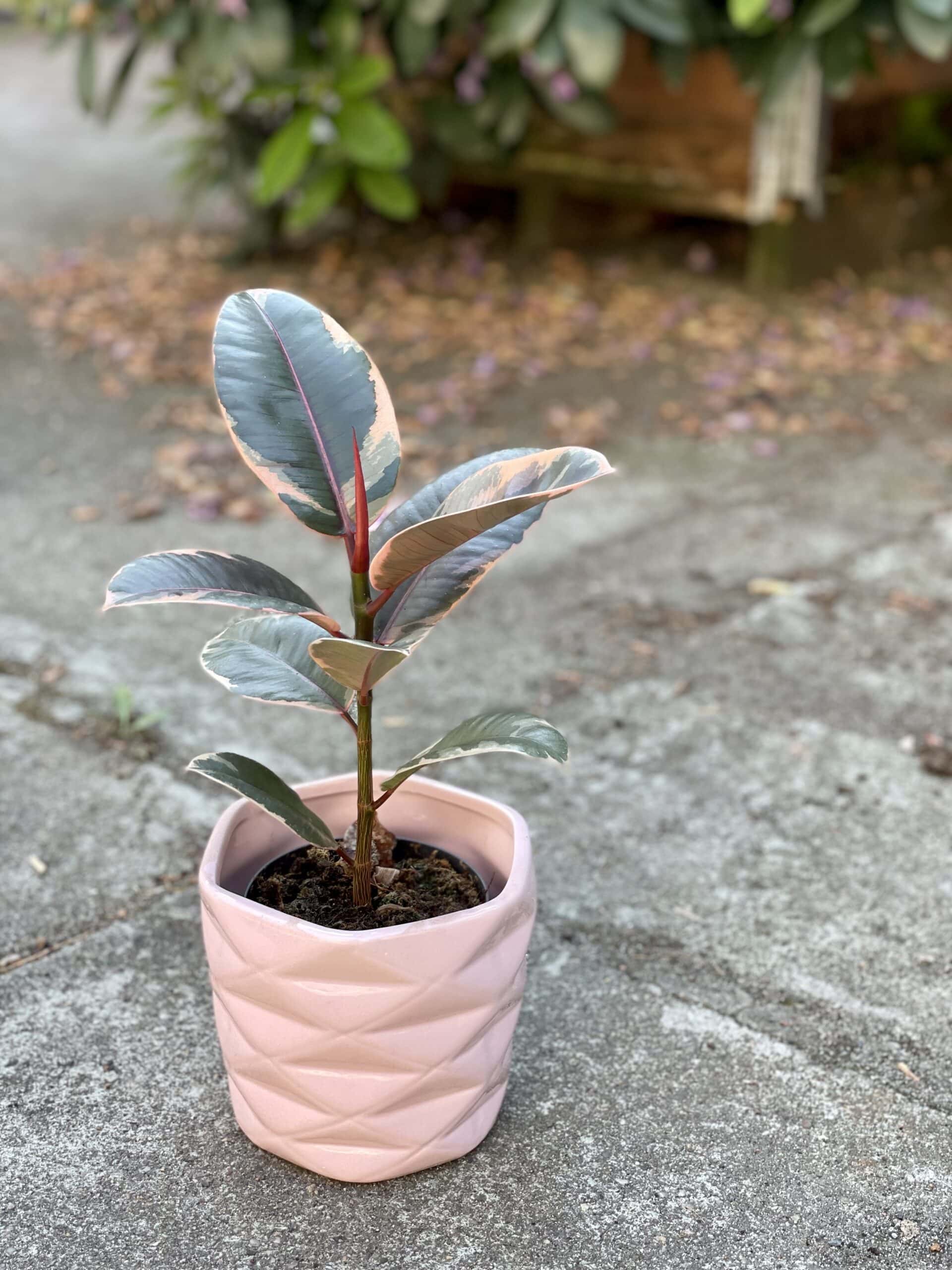 Ficus Belize - Jungle Boogie