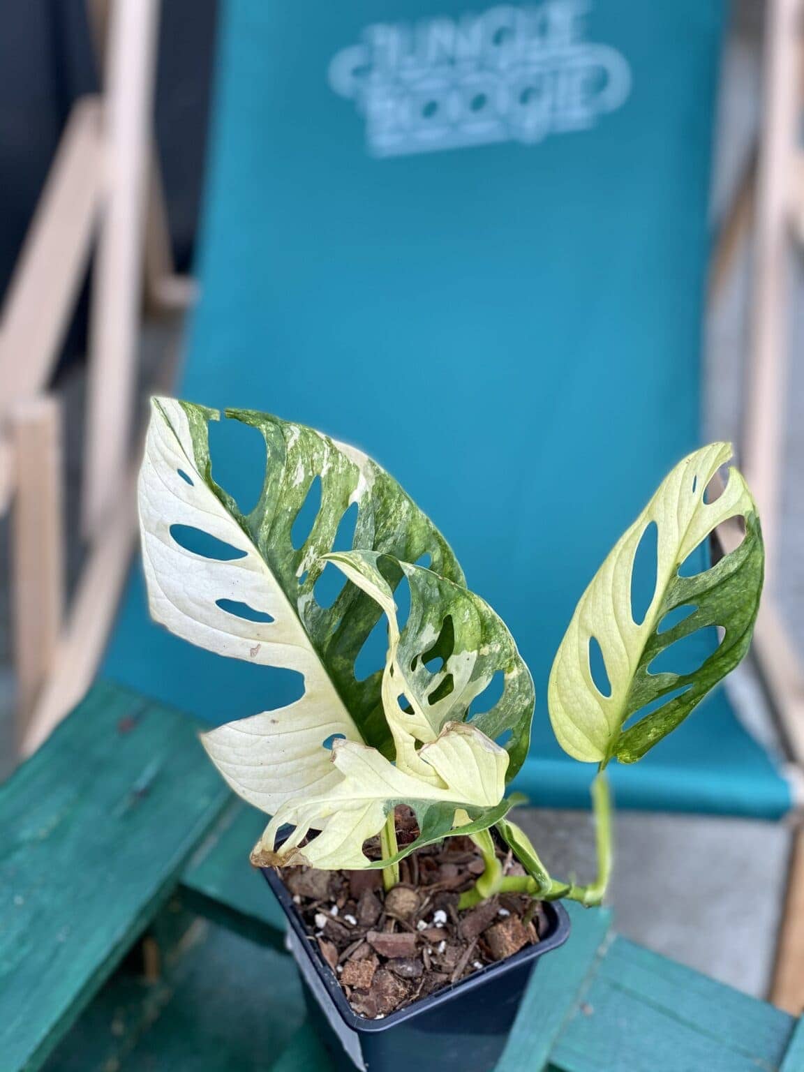 Monstera Variegata