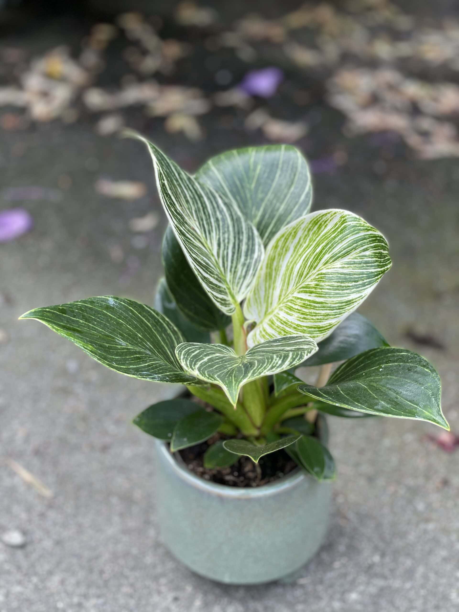 Philodendron Birkin - Jungle Boogie