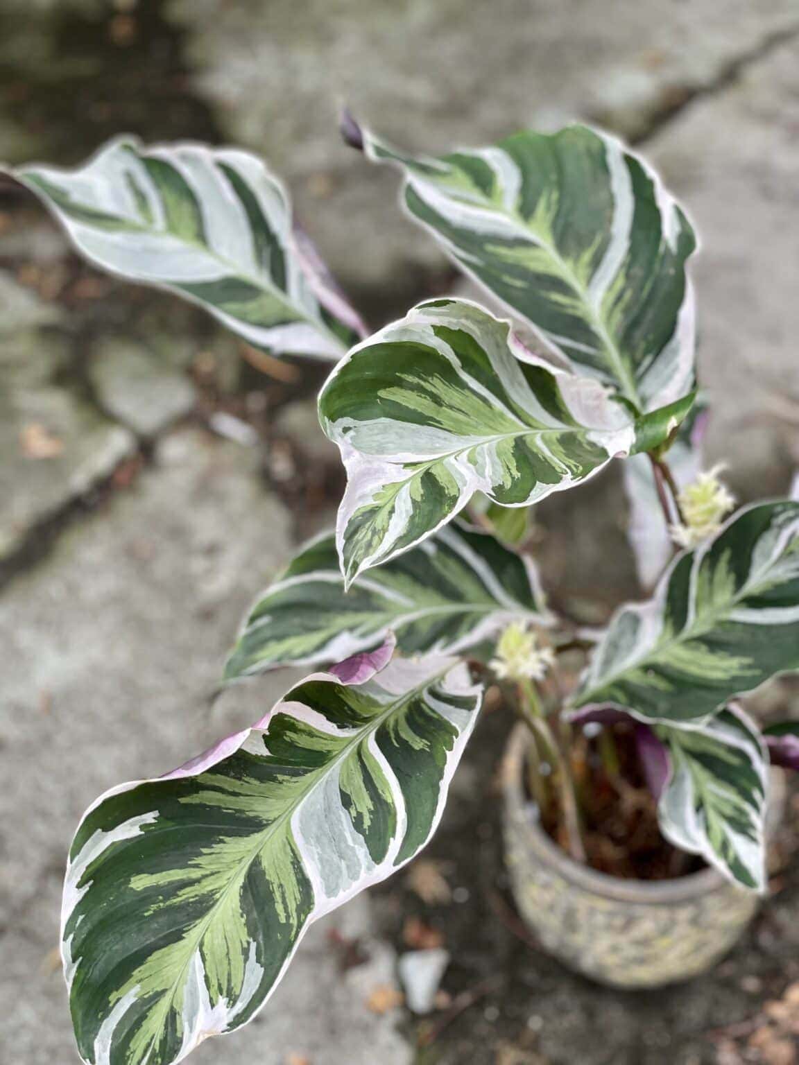 Calathea White Fusion (Kalatea) - Jungle Boogie