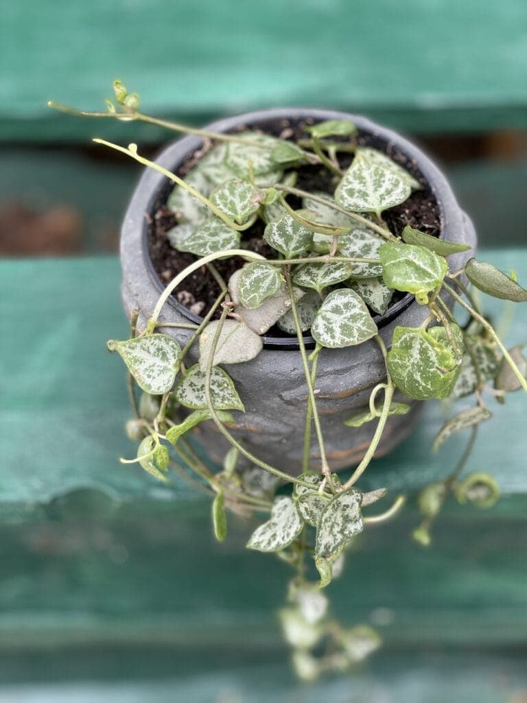 Ceropegia woodii String of Spades - Jungle Boogie