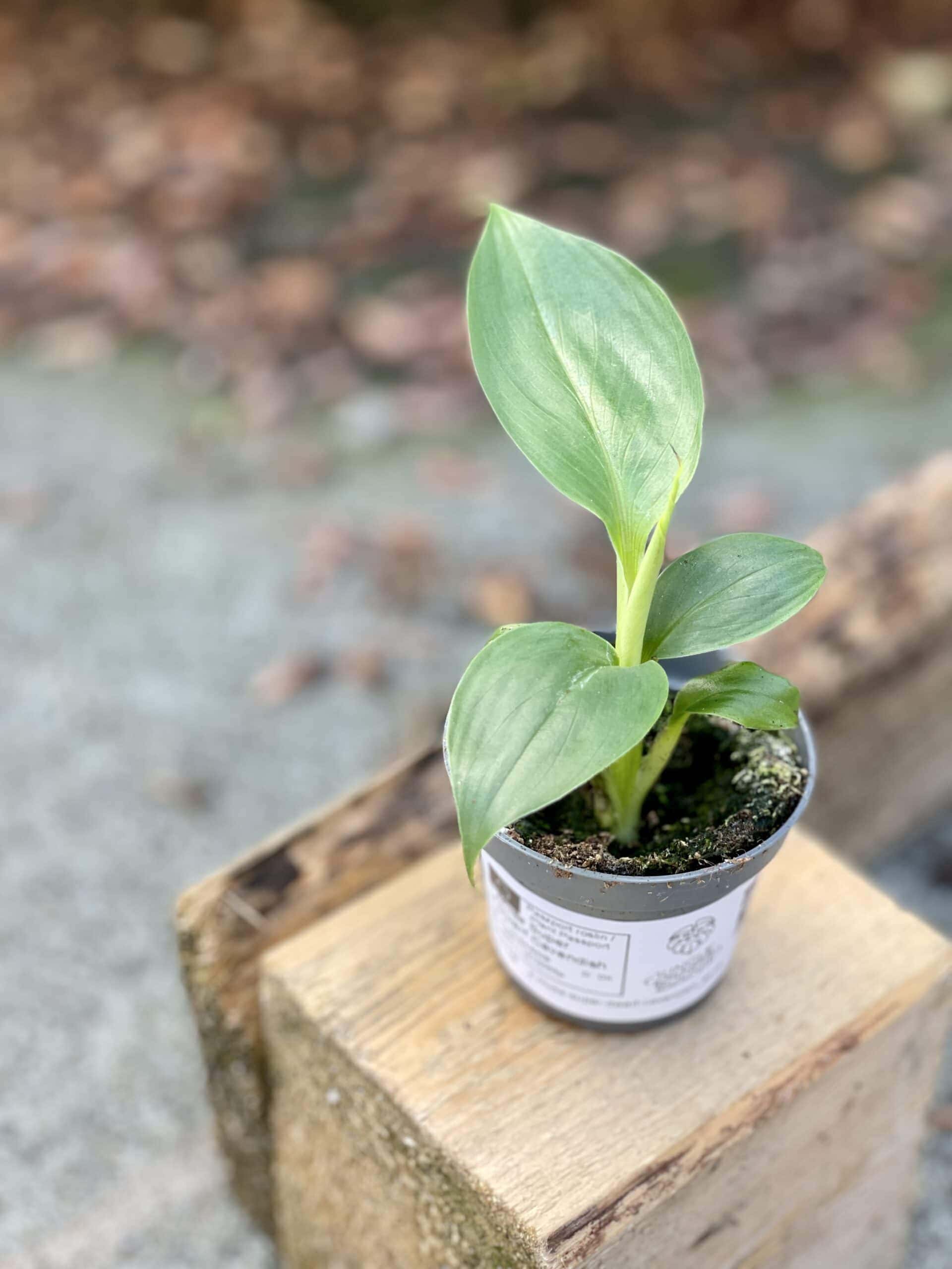 Musa Super Dwarf Cavendish (Banan) - Jungle Boogie