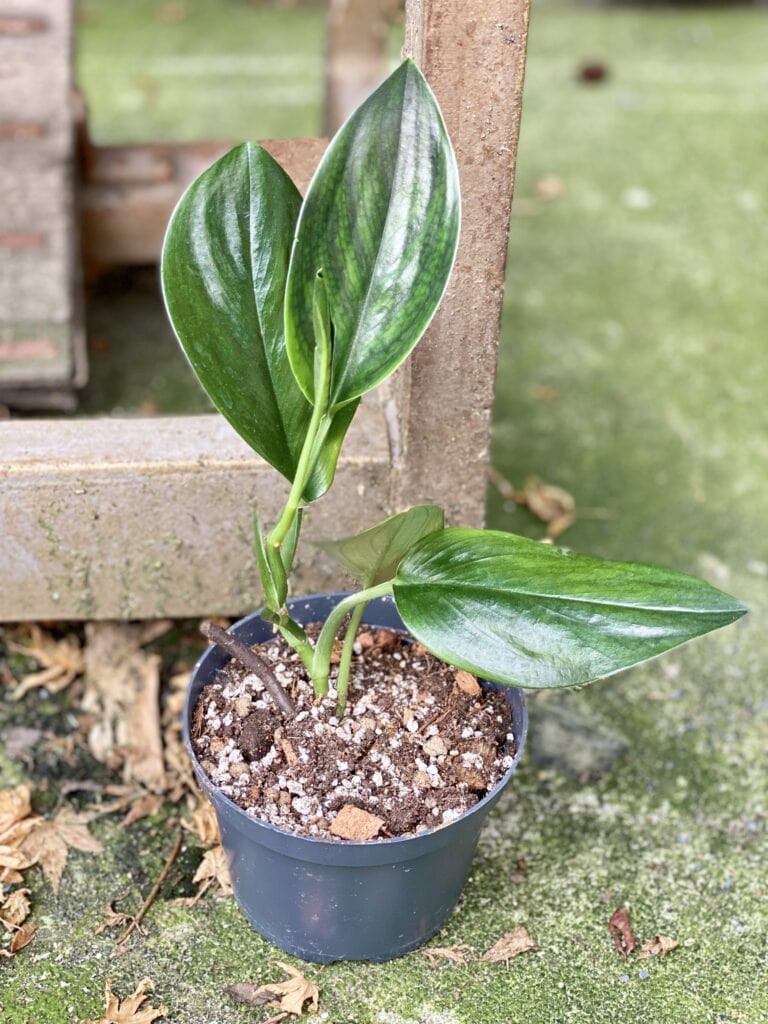 Scindapsus treubii Dark Form - Jungle Boogie