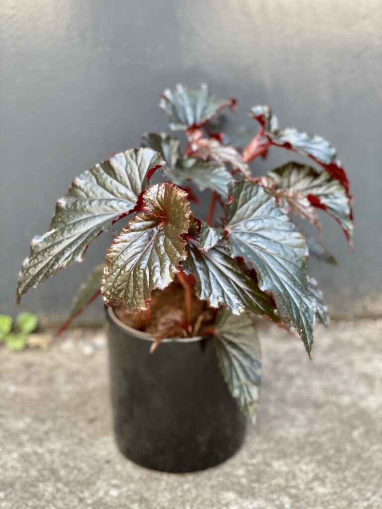 Begonia Black Magic - Jungle Boogie