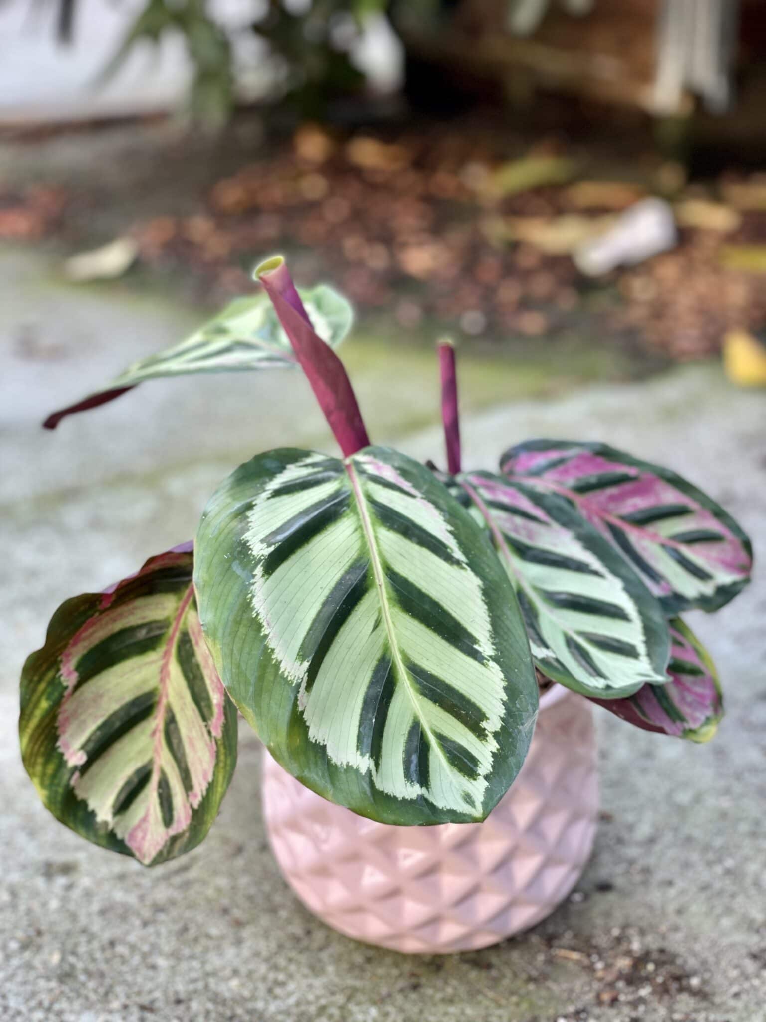 Calathea roseopicta Cora (Kalatea) - Jungle Boogie
