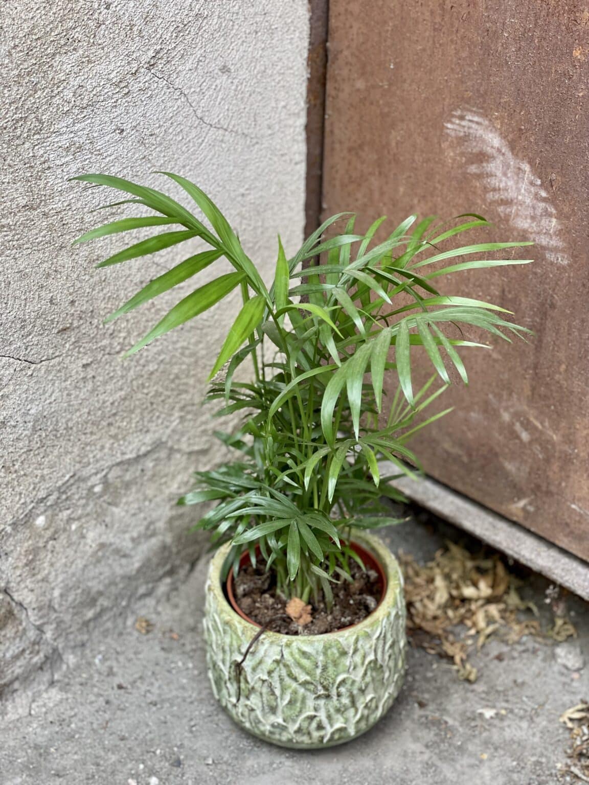 Chamaedorea elegans (Chamedora wytworna) - Jungle Boogie