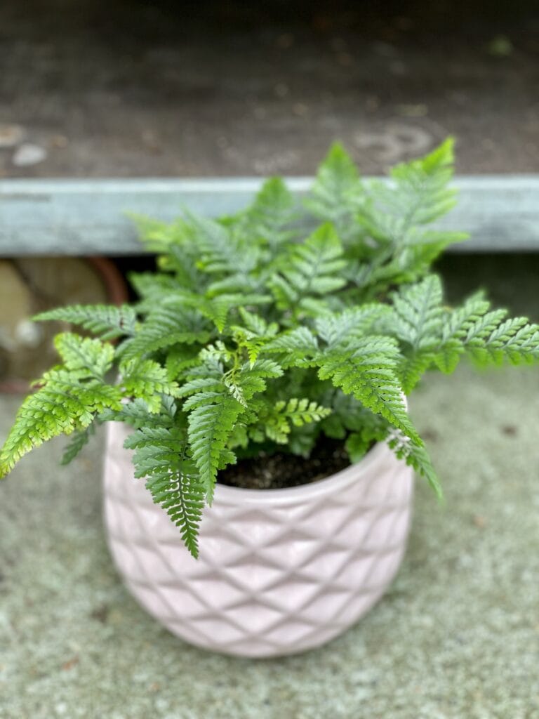 Humata Tyermanii (Davallia) - Jungle Boogie