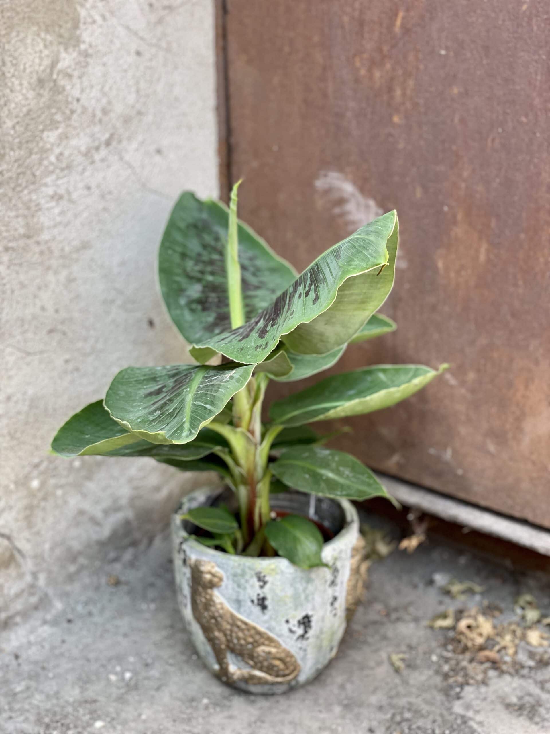 Musa Super Dwarf Cavendish (Banan) - Jungle Boogie