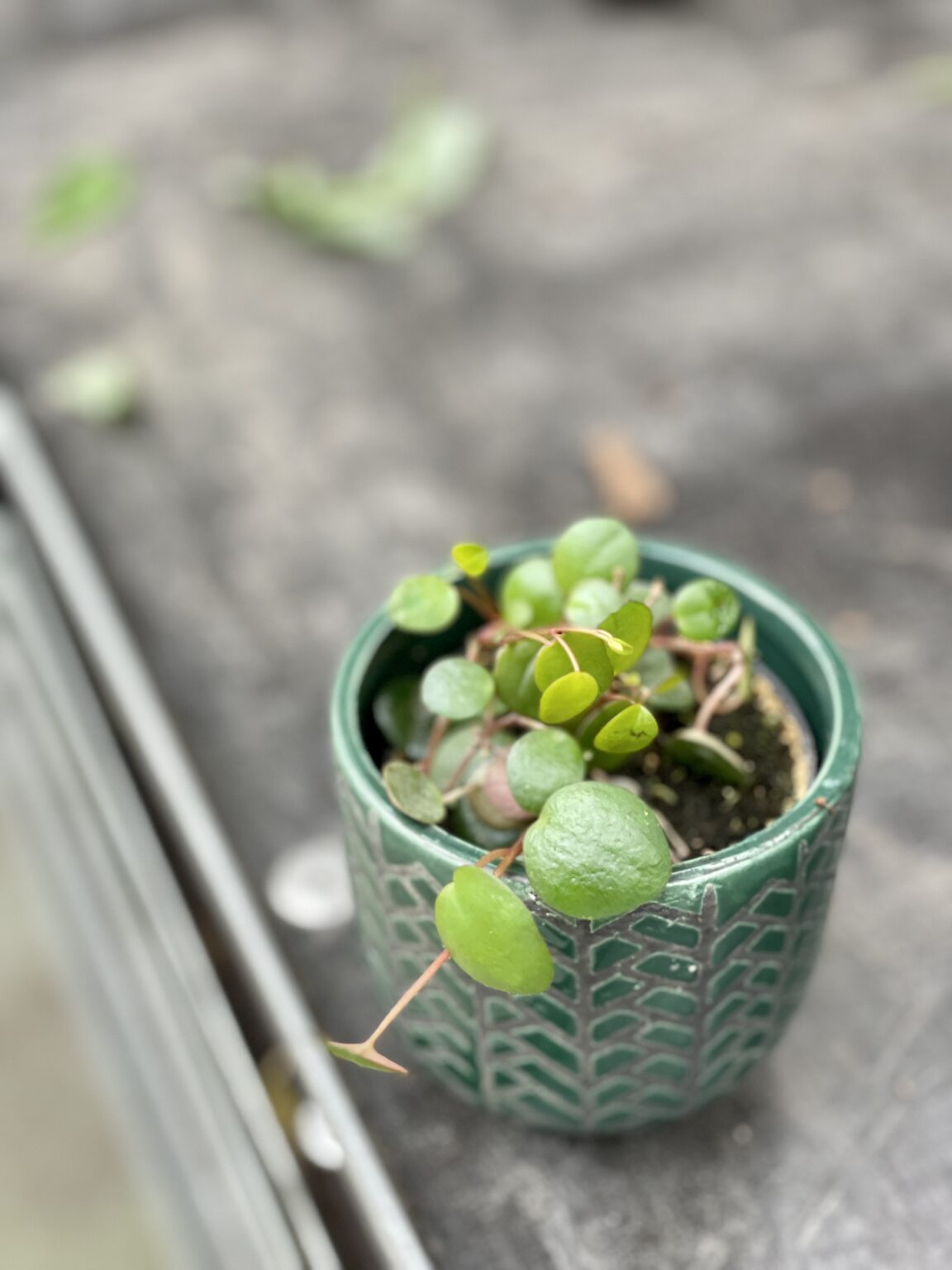 Peperomia prostrata Pepperspot - Jungle Boogie