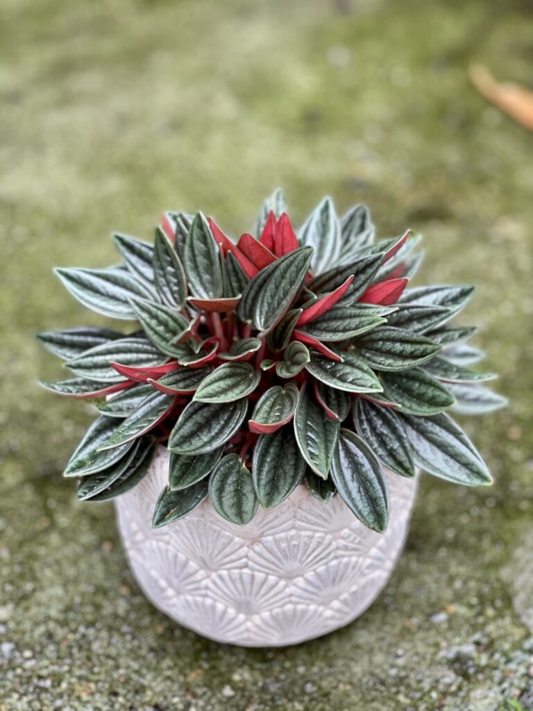 Peperomia caperata Rosso (Peperomia kędzierzawa) - Jungle Boogie