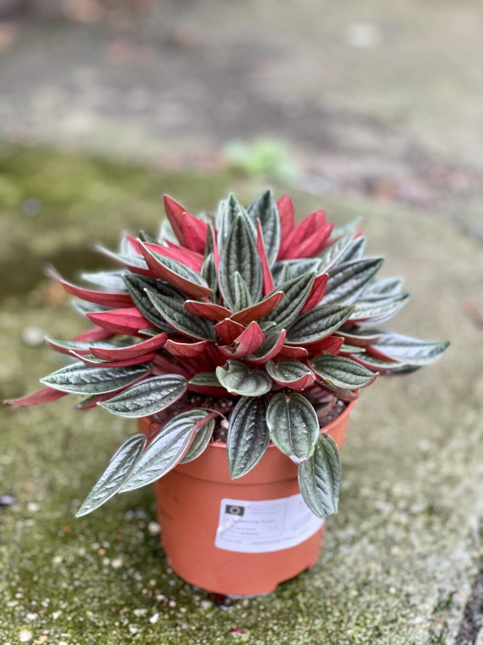 Peperomia caperata Rosso (Peperomia kędzierzawa) - Jungle Boogie