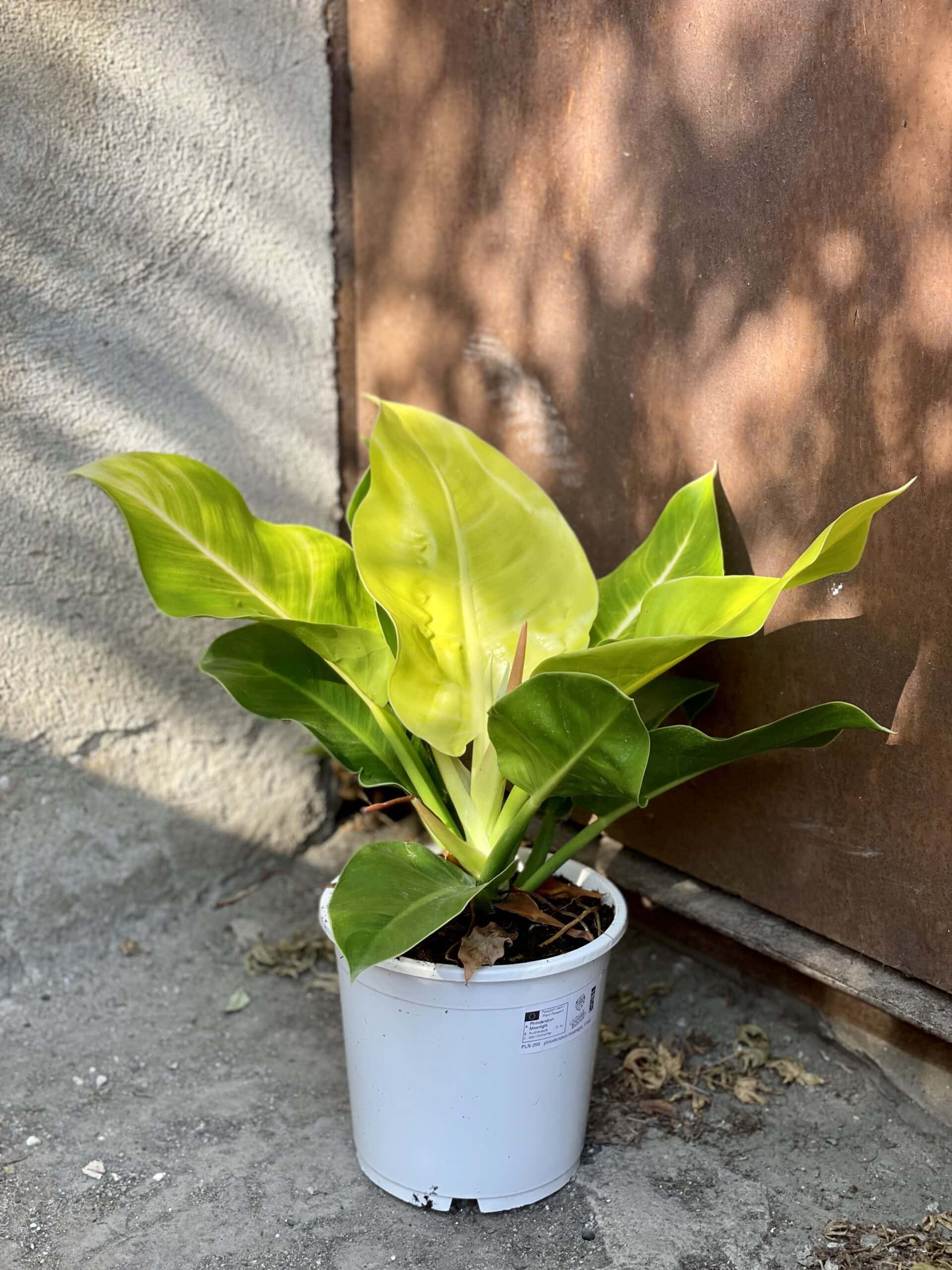 Philodendron Moonlight - Jungle Boogie