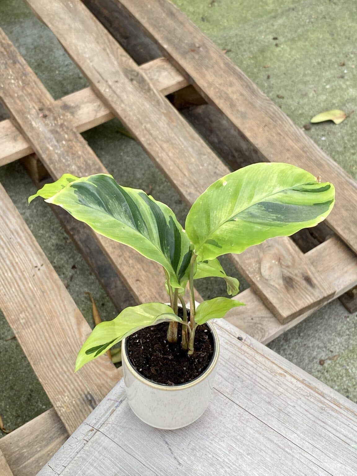 Calathea Yellow Fusion (Kalatea) - Jungle Boogie