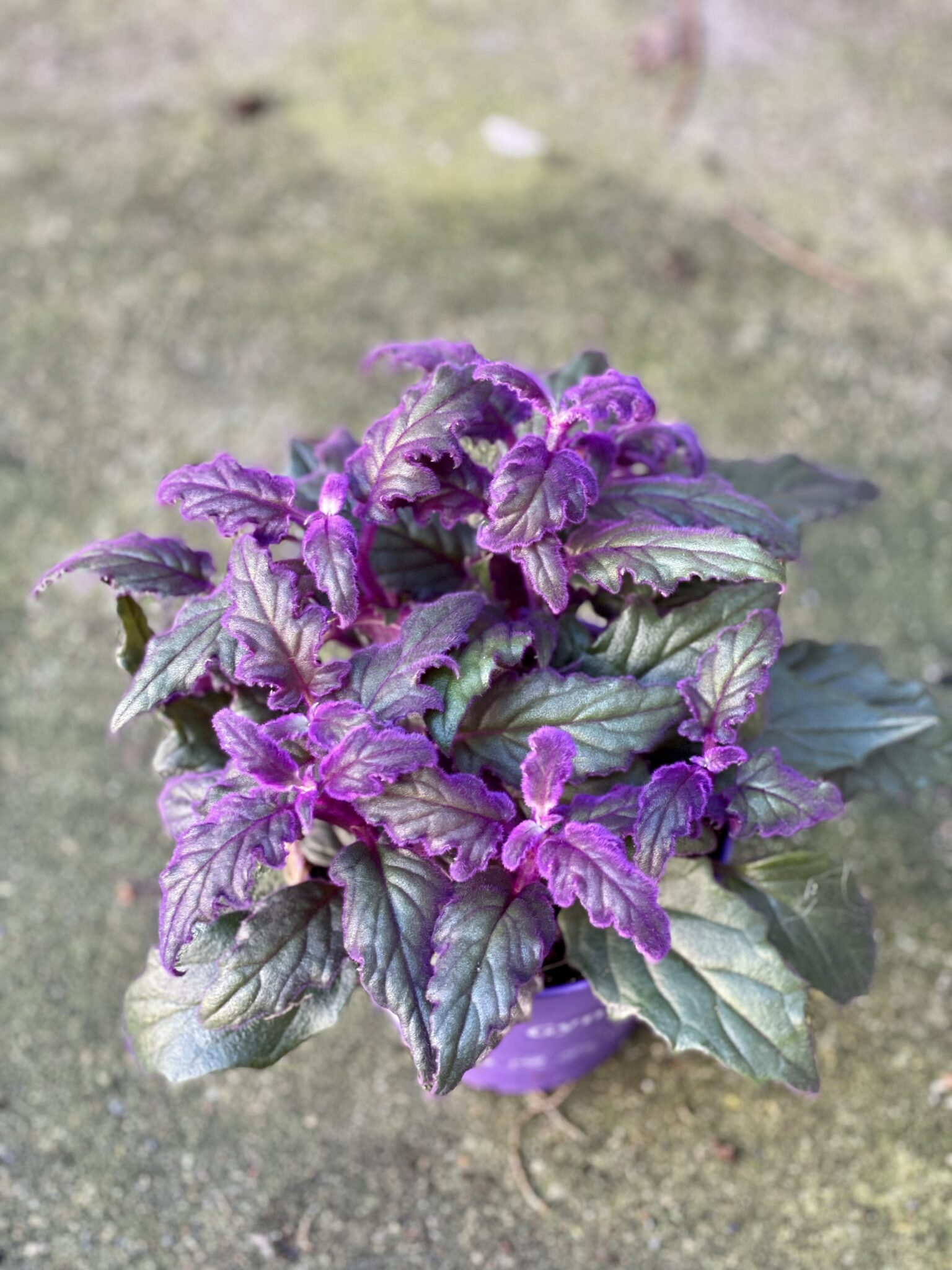 Gynura aurantiaca (Ginura pomarańczowa) - Jungle Boogie