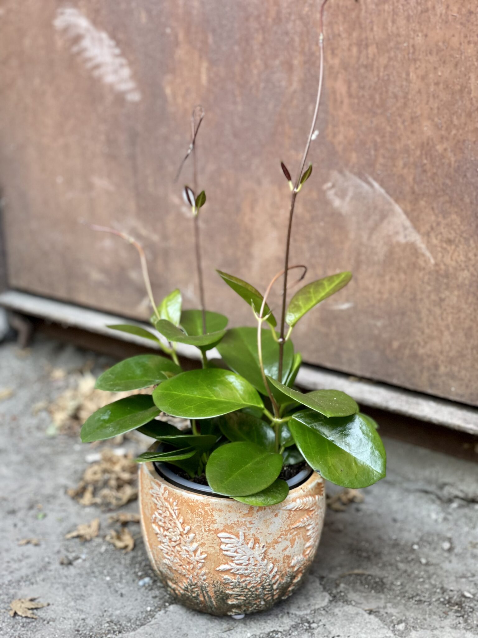 hoya-australis-jungle-boogie