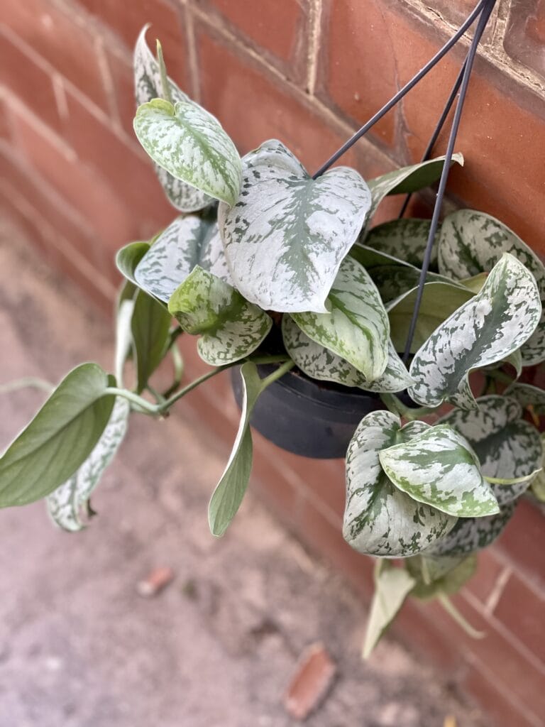 Scindapsus pictus Trebie (Scindapsus pstry) - Jungle Boogie