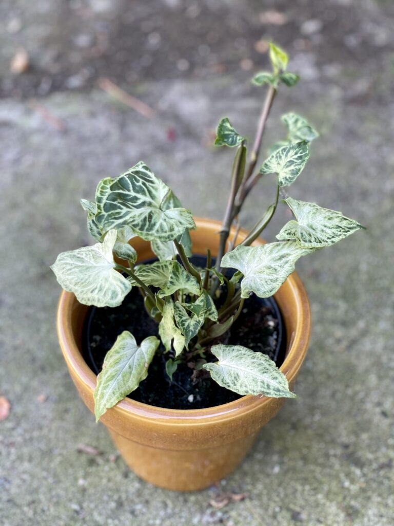 Syngonium Batik - Jungle Boogie