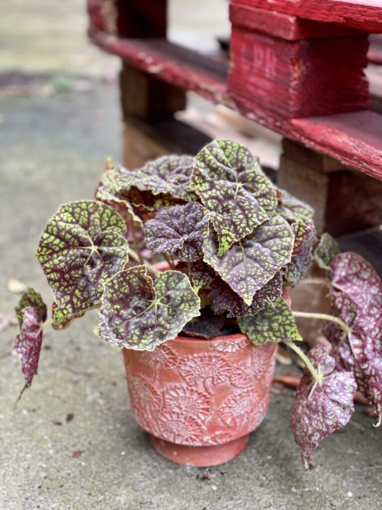Begonia bowerae Green Fever - Jungle Boogie