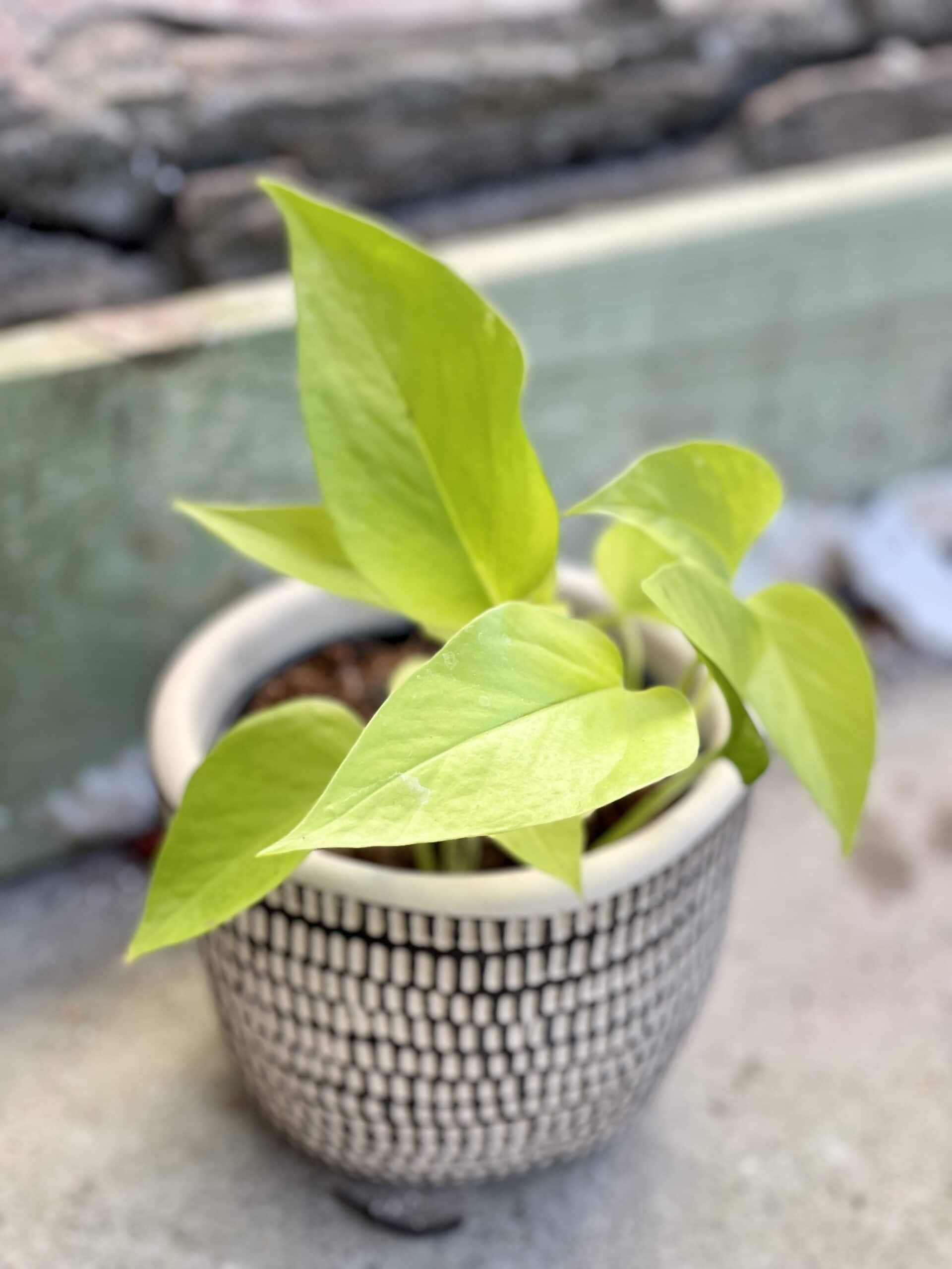 Epipremnum Golden Pothos (Epipremnum Neon) - Jungle Boogie