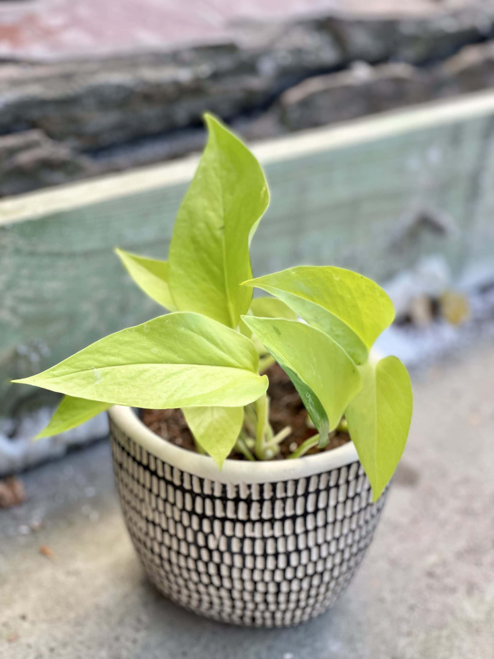 Epipremnum Golden Pothos (Epipremnum Neon) - Jungle Boogie
