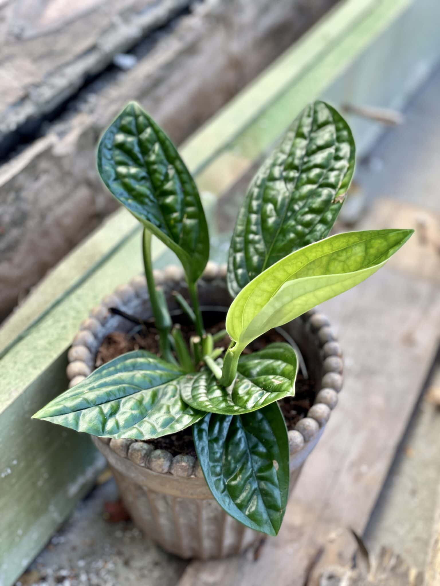 Monstera karstenianum (Monstera Peru) - Jungle Boogie