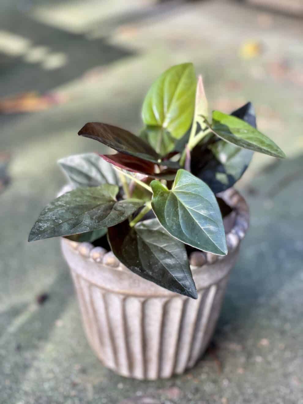 Syngonium erythrophyllum Red Arrow (Zroślicha) - Jungle Boogie