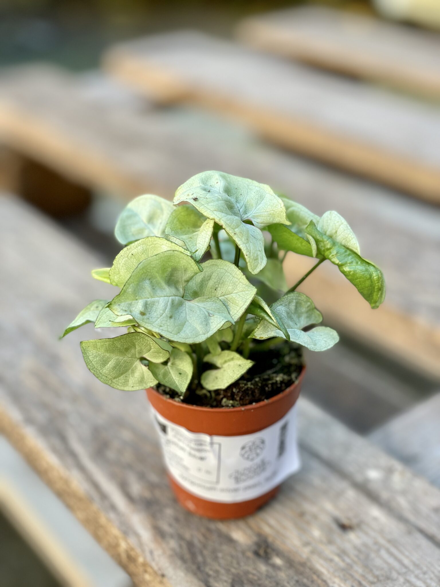 Syngonium Silver Pearl (Zroślicha) - Jungle Boogie