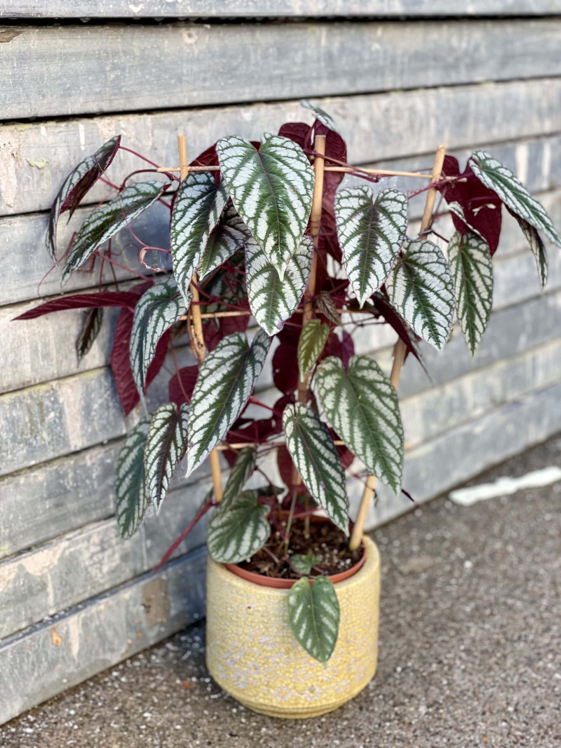 Cissus discolor (Cissus różnobarwny) - Jungle Boogie