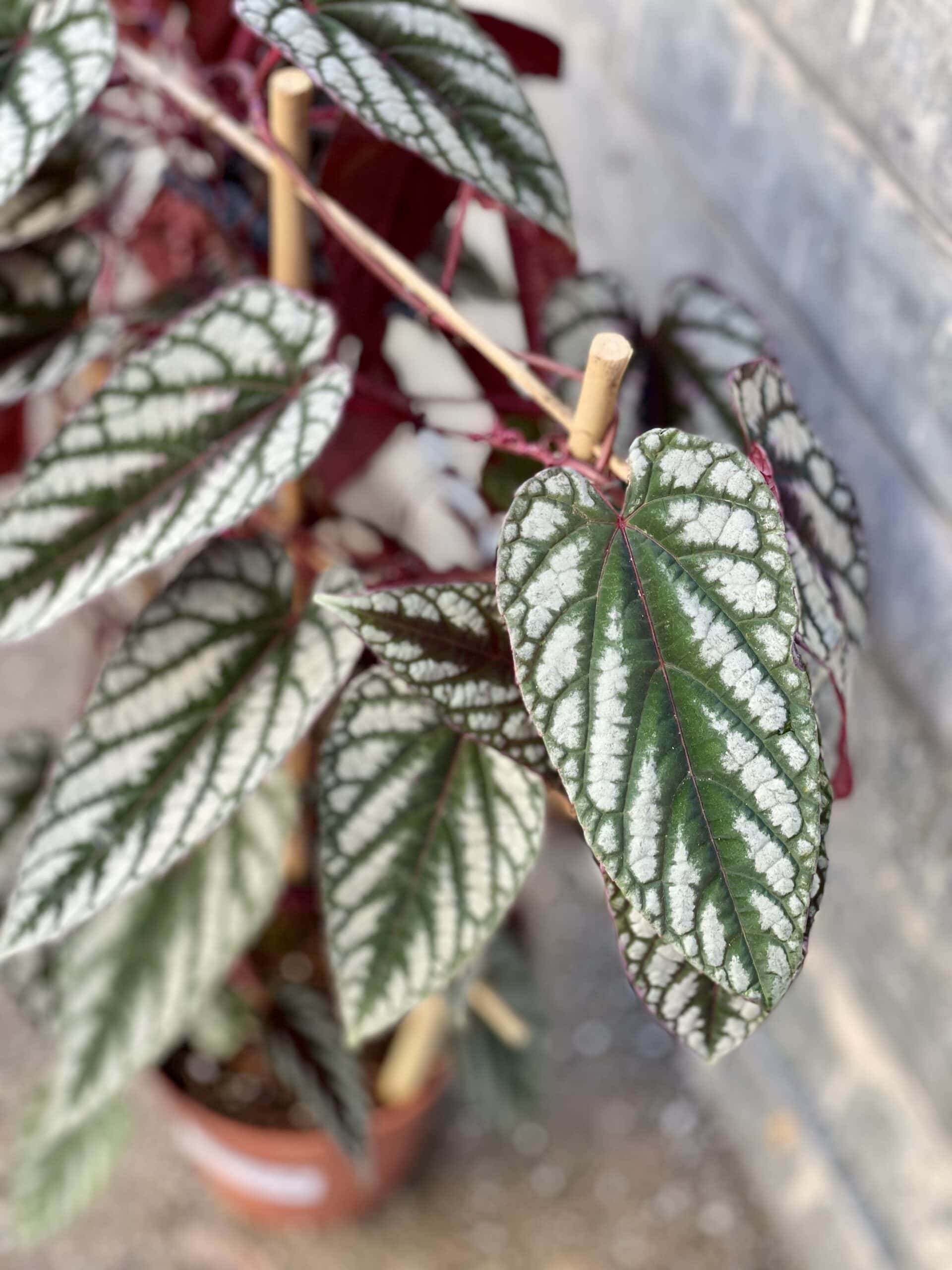 Cissus discolor (Cissus różnobarwny) - Jungle Boogie
