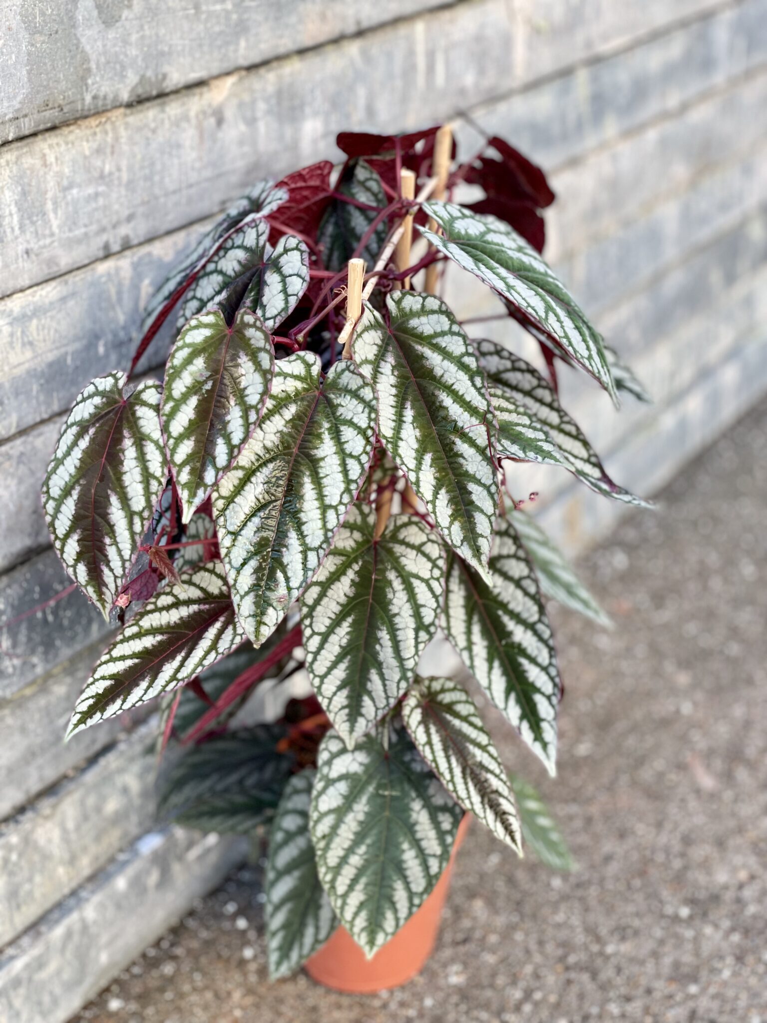 Cissus discolor (Cissus różnobarwny) - Jungle Boogie