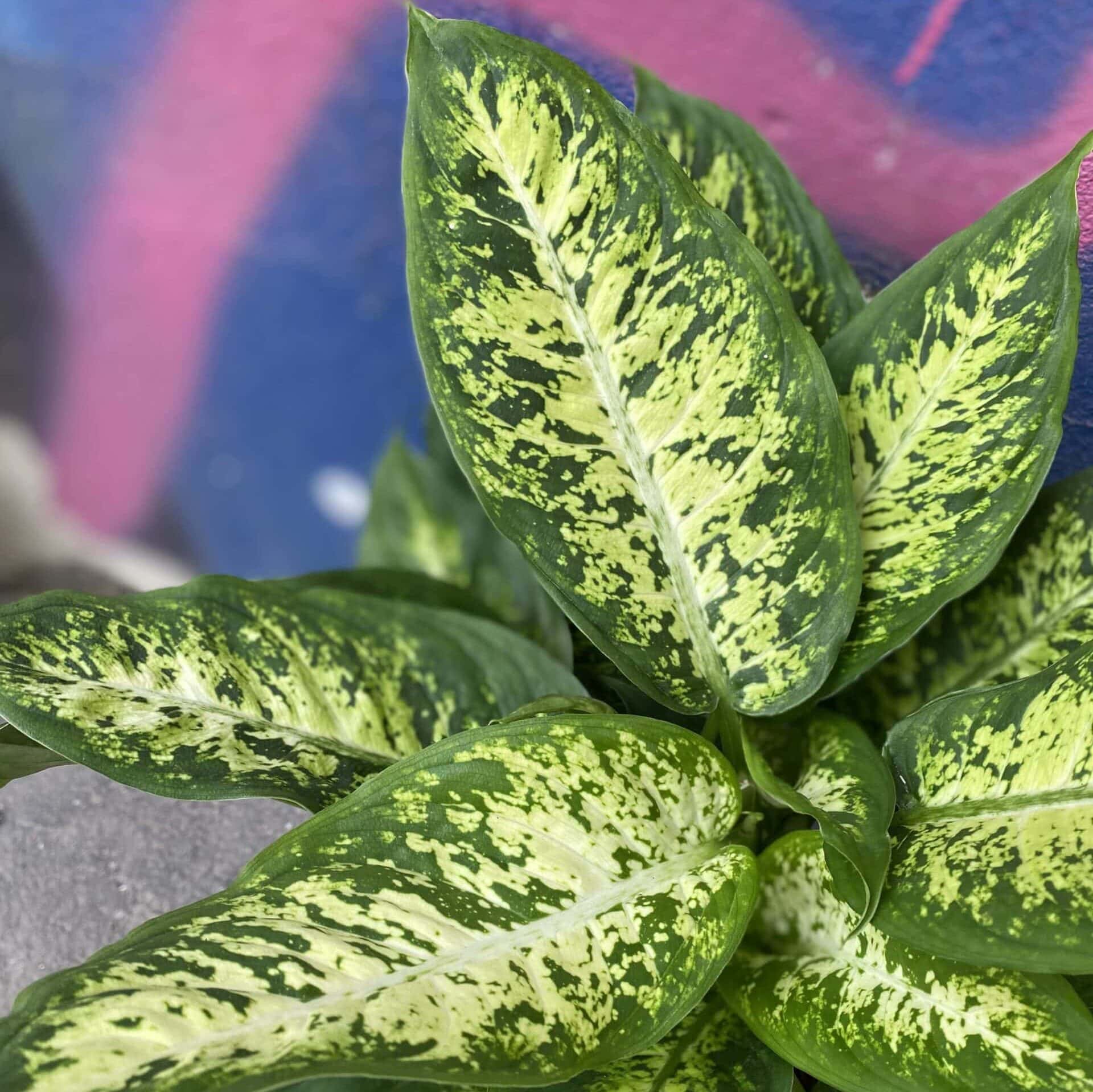 Dieffenbachia (difenbachia) - uprawa i pielęgnacja. Przegląd odmian ...