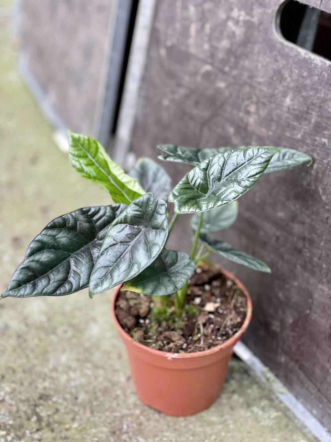 Alocasia sinuata - Jungle Boogie