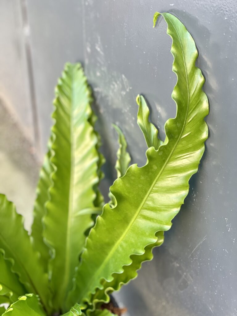 Asplenium nidus Osaka - Jungle Boogie