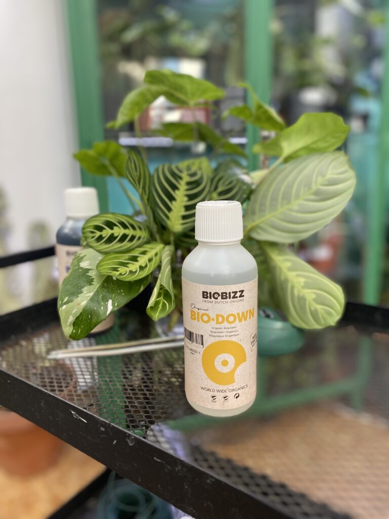 BioBizz regulator pH Bio-Down 250 ml - Jungle Boogie