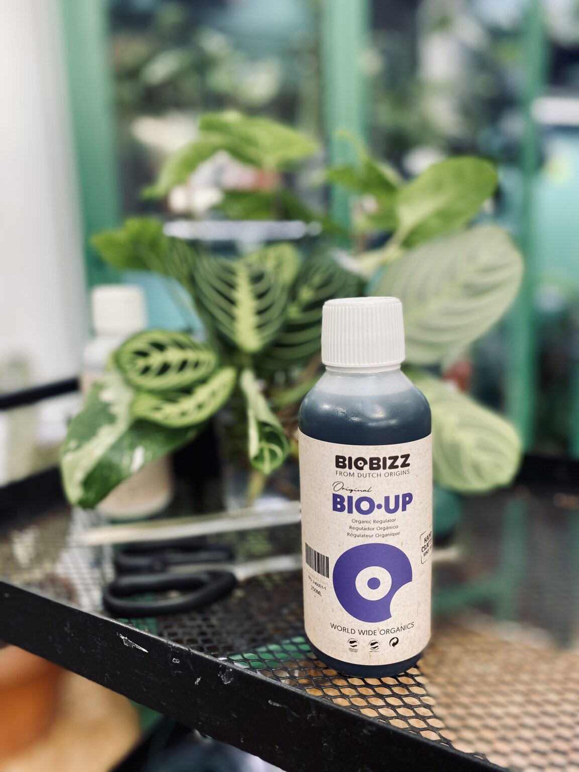 BioBizz regulator pH Bio-Up 250 ml - Jungle Boogie