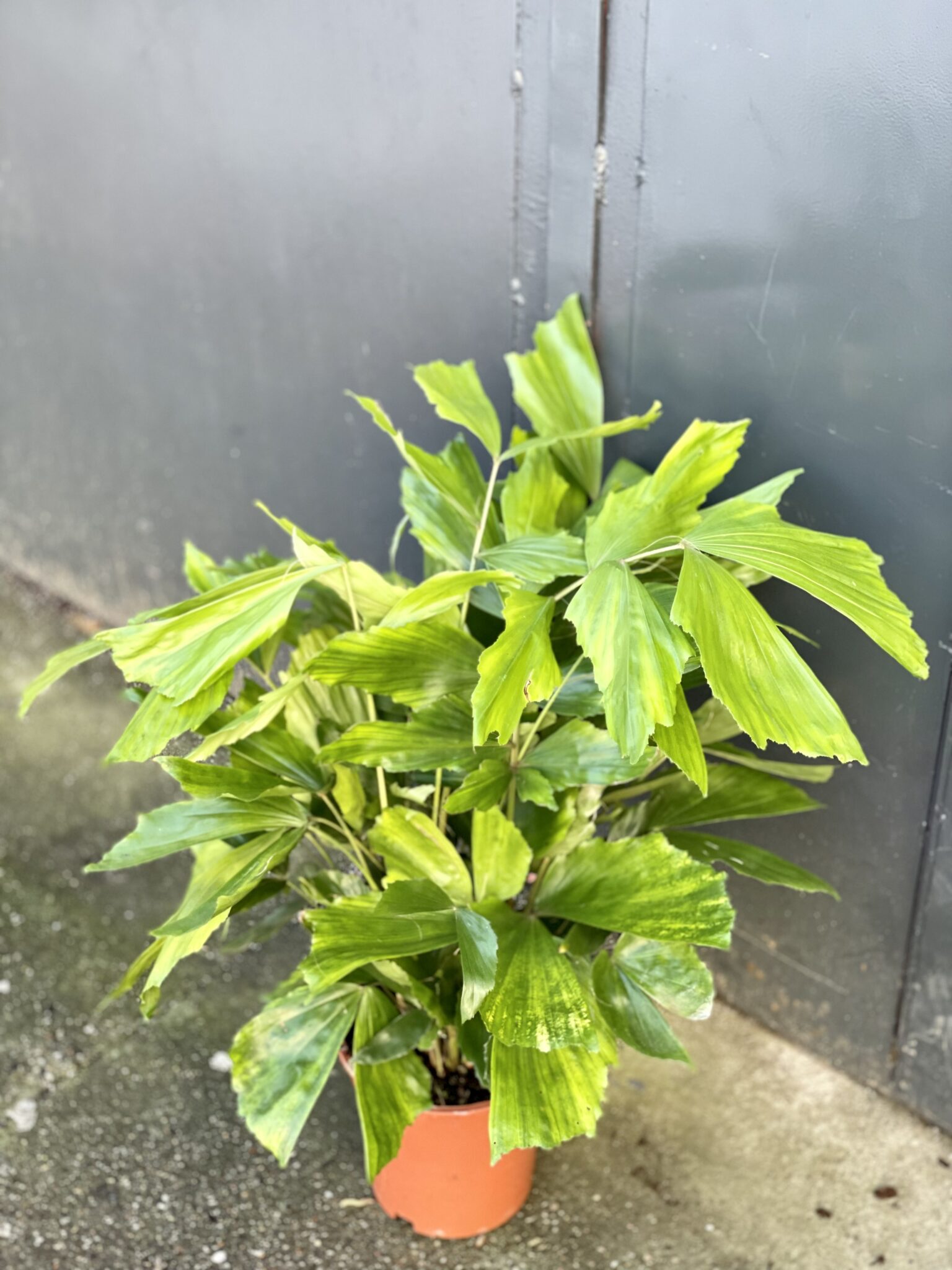 Caryota mitis (Kariota łagodna Palma orzechowa) - Jungle Boogie