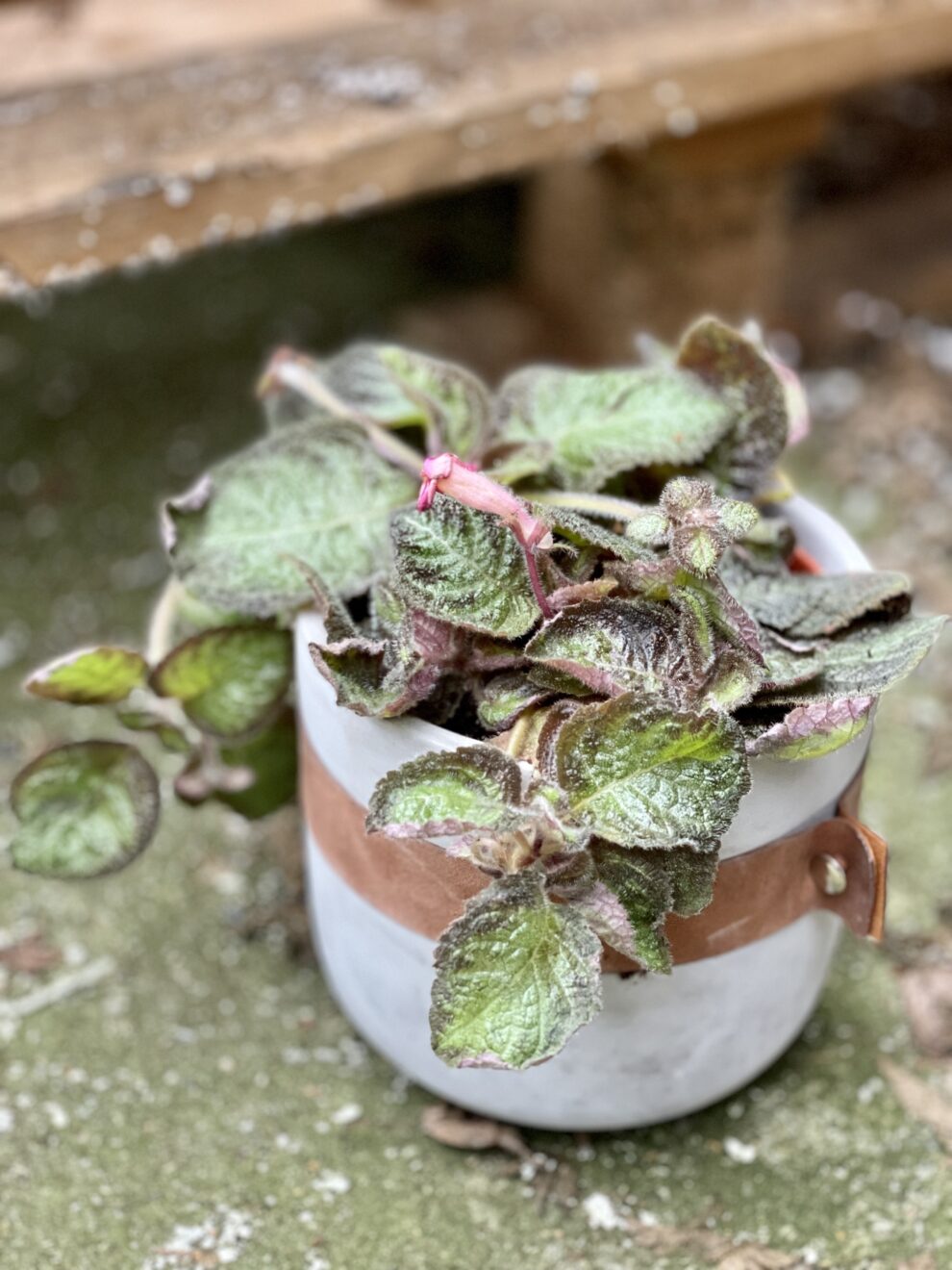 Episcia Pink Panther - Jungle Boogie