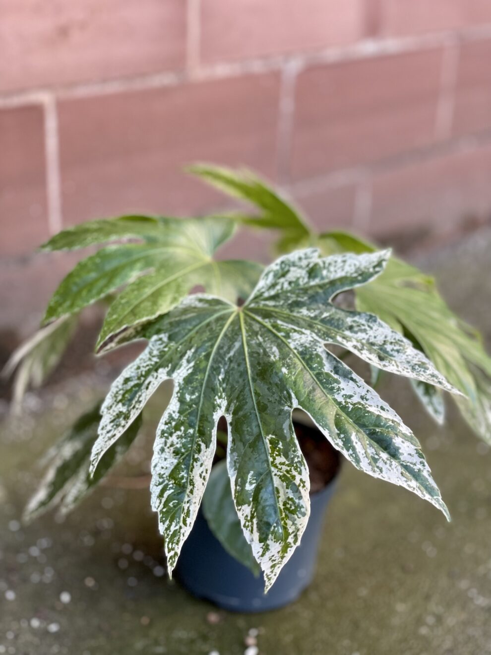 Fatsia japonica Variegata (Fatsja japońska) - Jungle Boogie