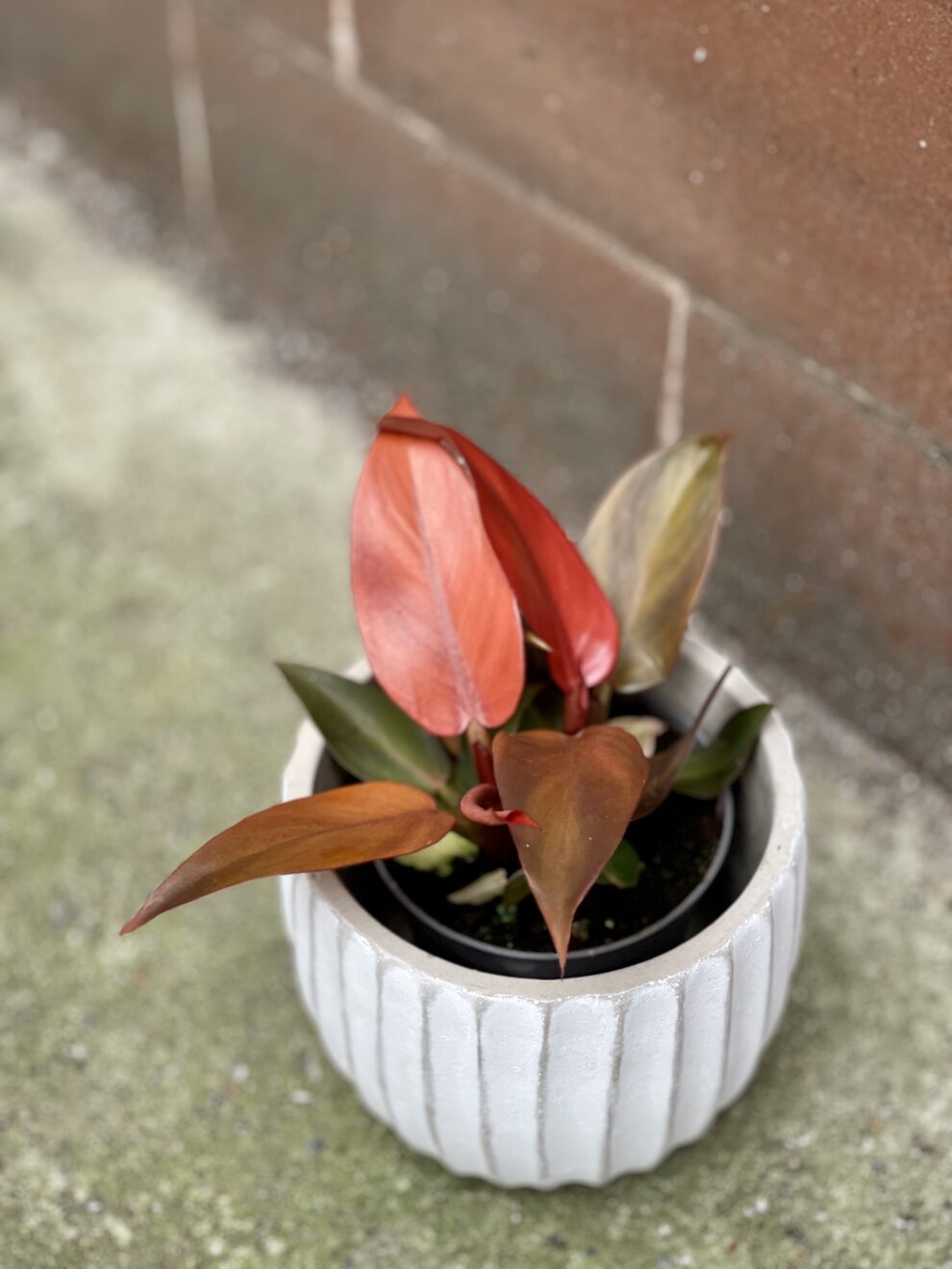 Philodendron Red Sun - Jungle Boogie