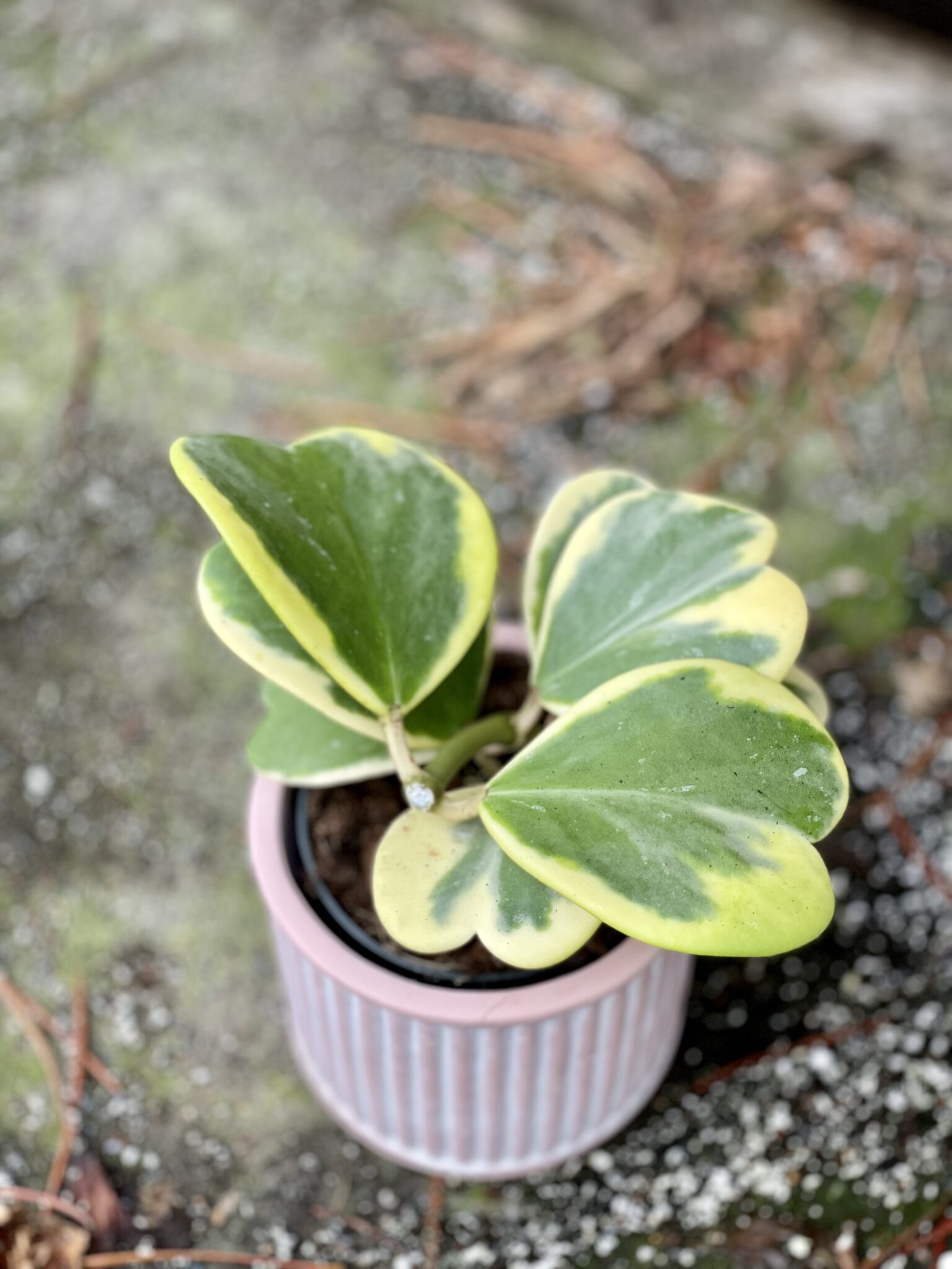 Hoya kerrii variegata - Jungle Boogie