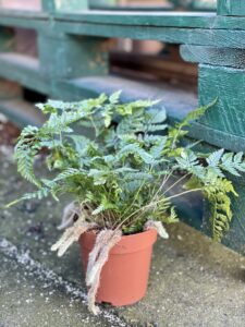 Humata tyermanii (Davallia) - Jungle Boogie