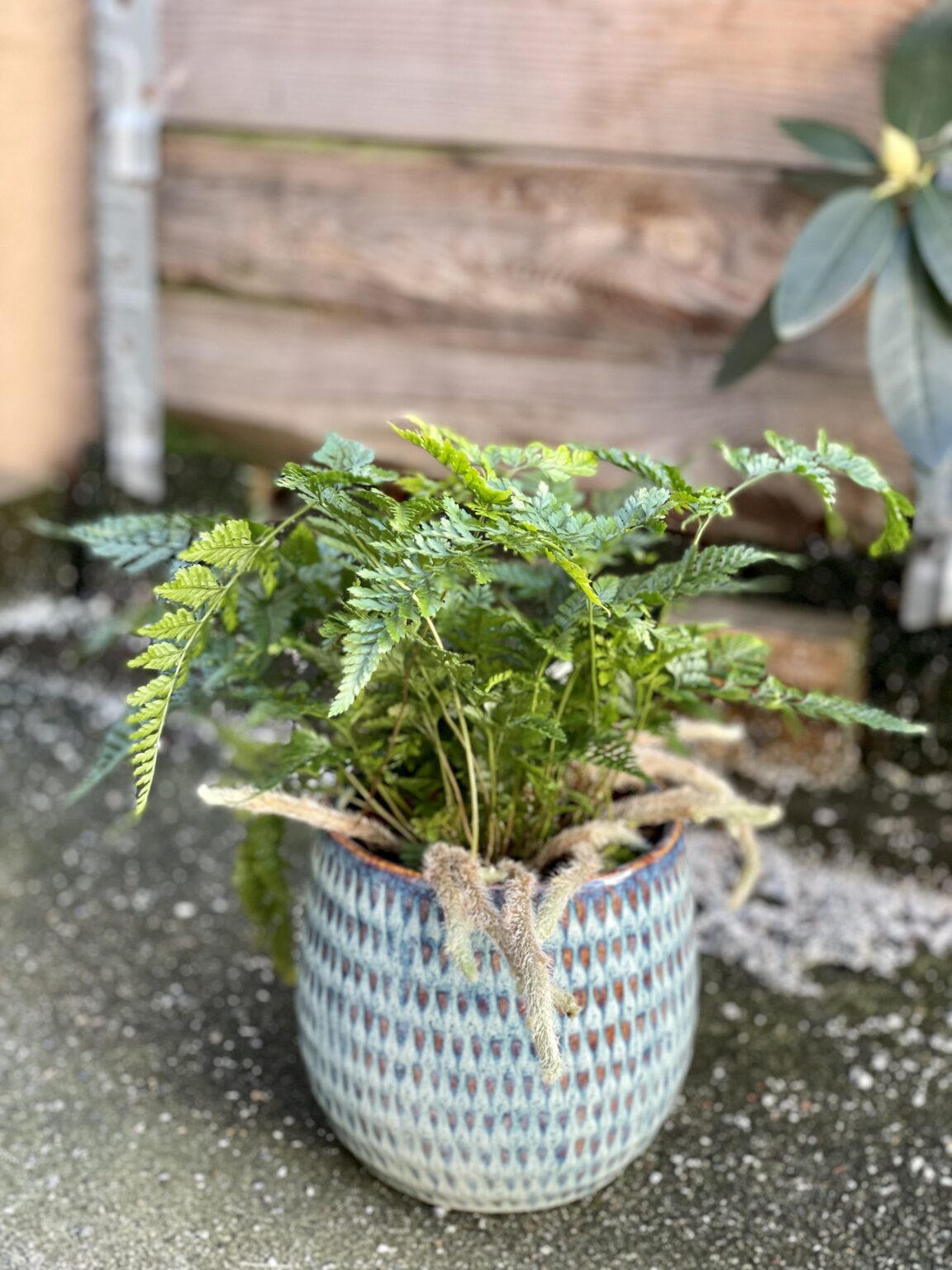 Humata tyermanii (Davallia) - Jungle Boogie