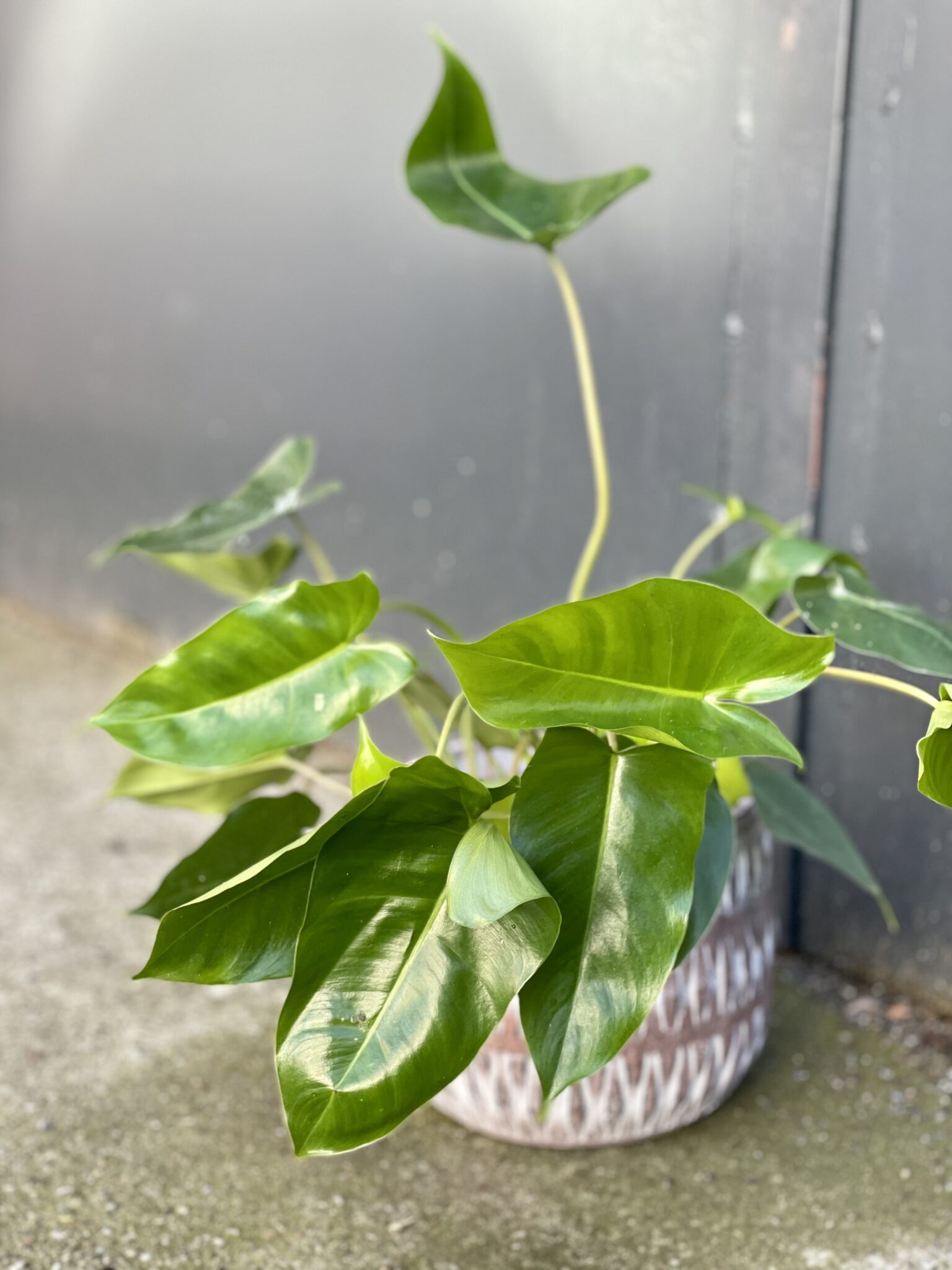 Philodendron Burle Marx - Jungle Boogie