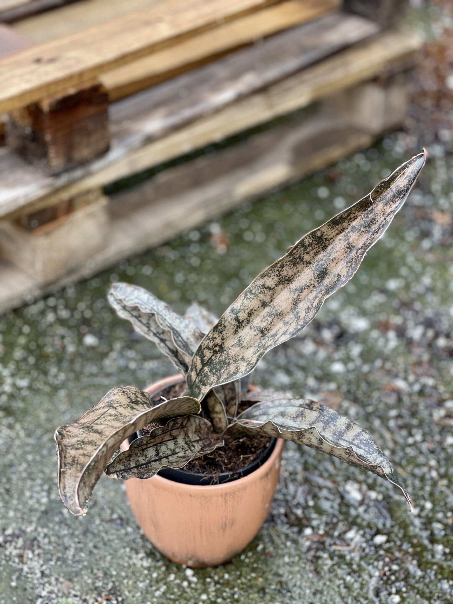 Sansevieria kirkii Coppertone - Jungle Boogie
