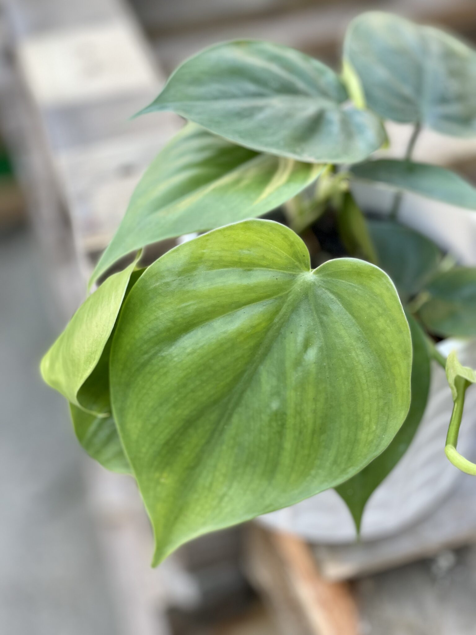 Philodendron scandens (Filodendron pnący) - Jungle Boogie