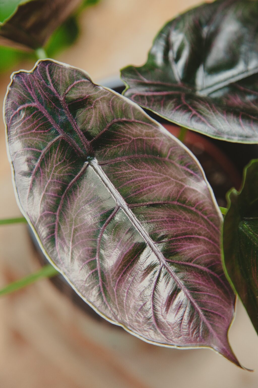 Alocasia Azlanii (Red Mambo) - Jungle Boogie