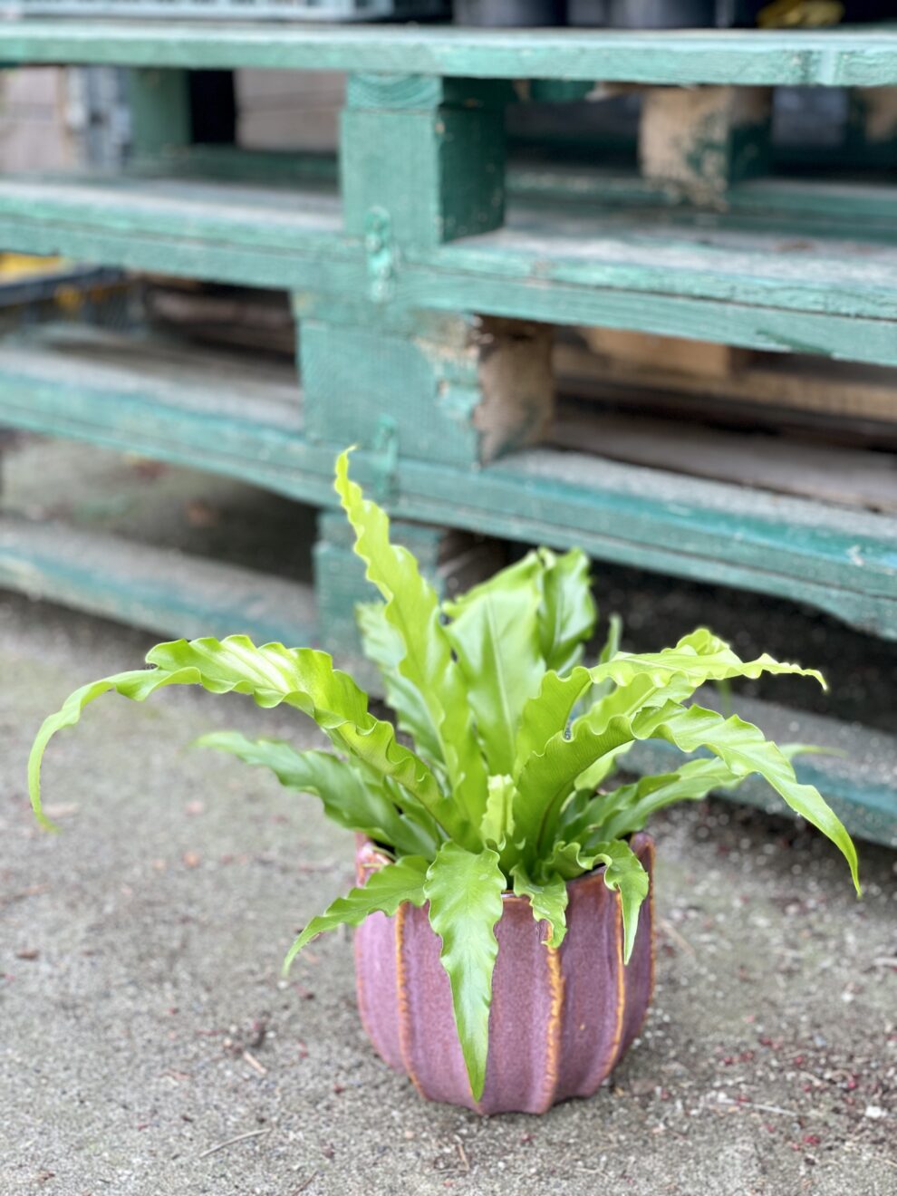Asplenium nidus Osaka - Jungle Boogie