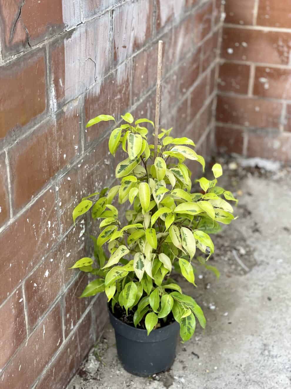 Ficus Golden Monique - Jungle Boogie